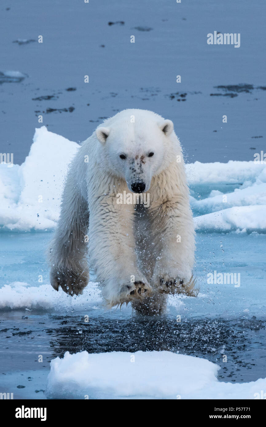 Polar Bear leaping over water Stock Photo - Alamy