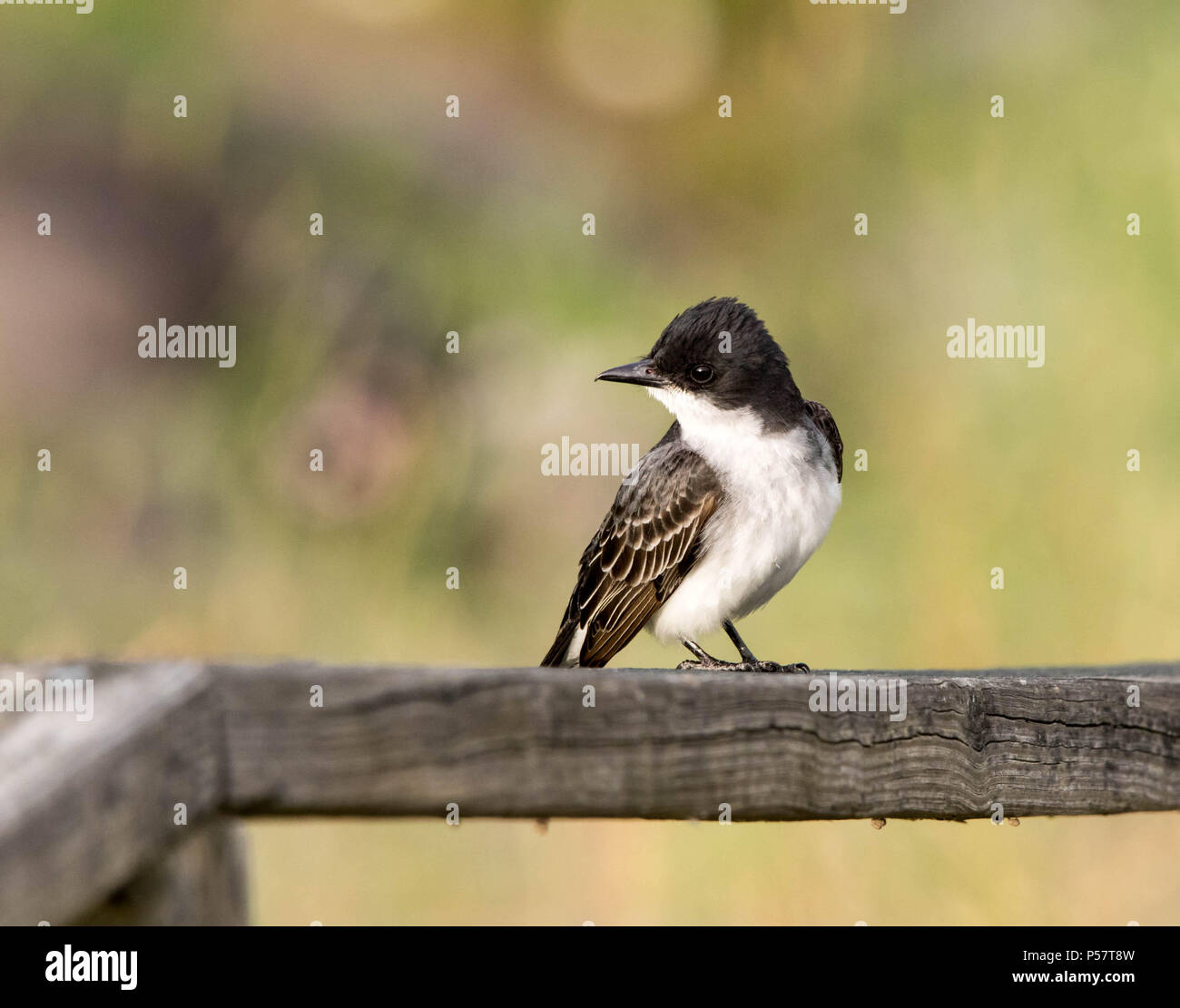 Kingbirds hi-res stock photography and images - Alamy