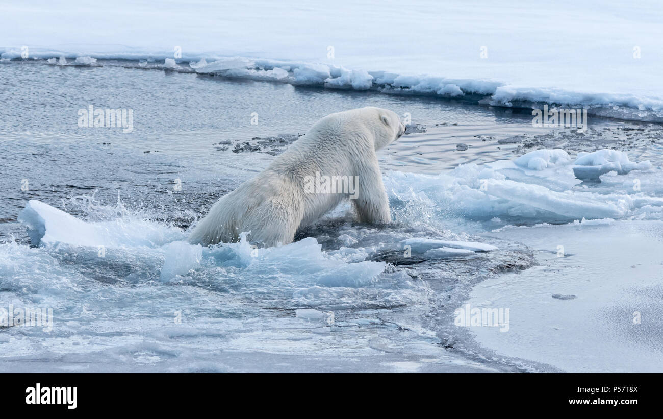 Arctic glacier falling hi-res stock photography and images - Alamy