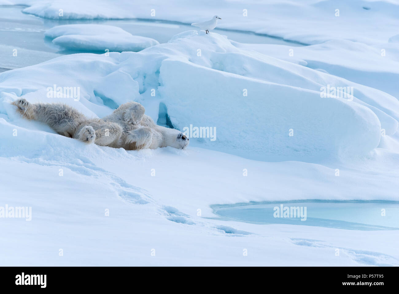 Bear species hi-res stock photography and images - Alamy