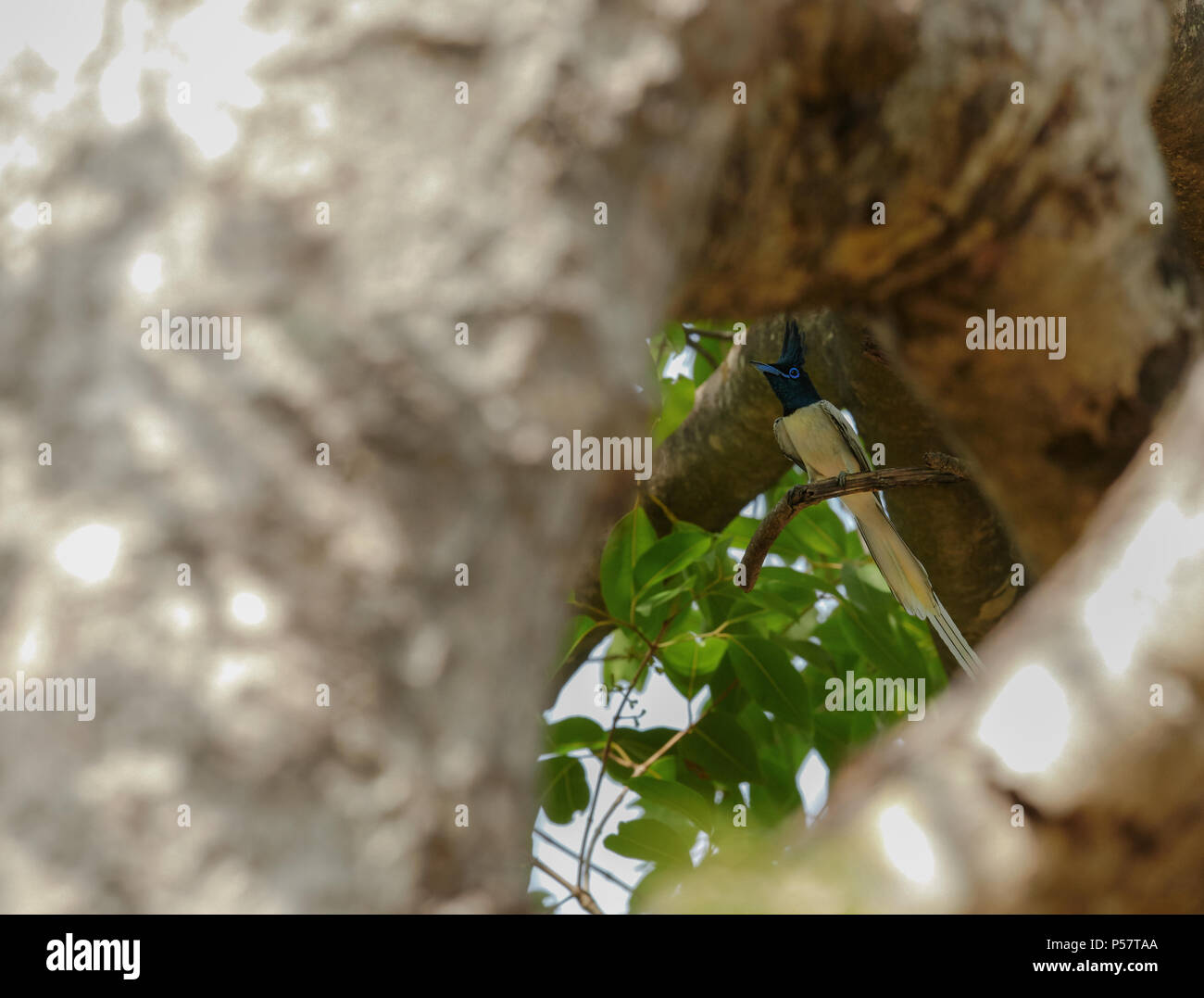 Paradise drongo bird hi-res stock photography and images - Alamy