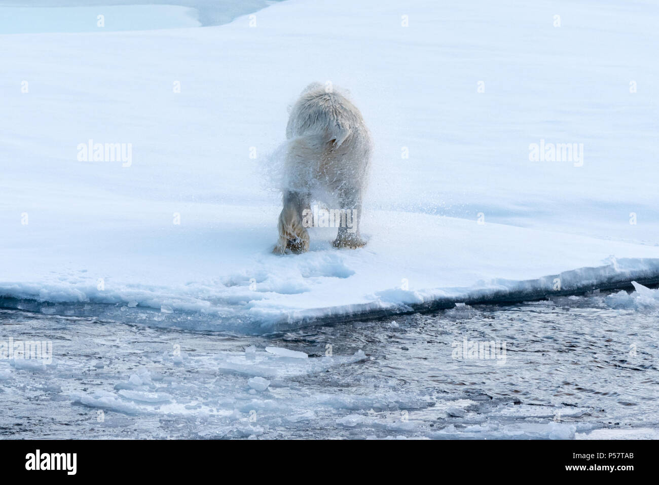 Shaking it off winter cold snow polar bear hi-res stock photography and ...