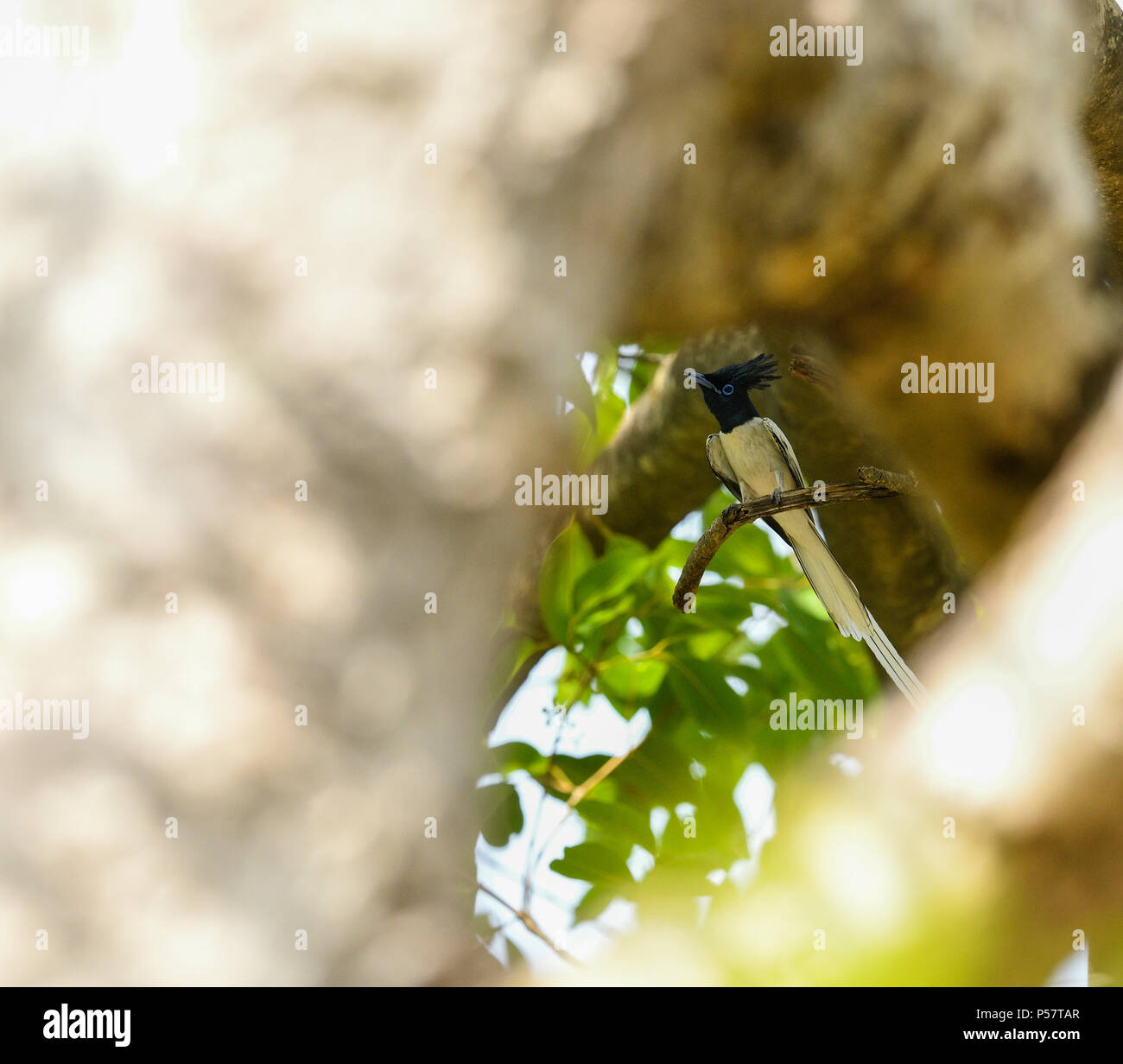 Paradise drongo bird hi-res stock photography and images - Alamy