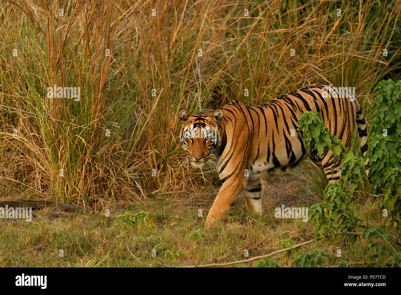 Aggressive Female Bengal Tiger camouflaged against the grassland ...