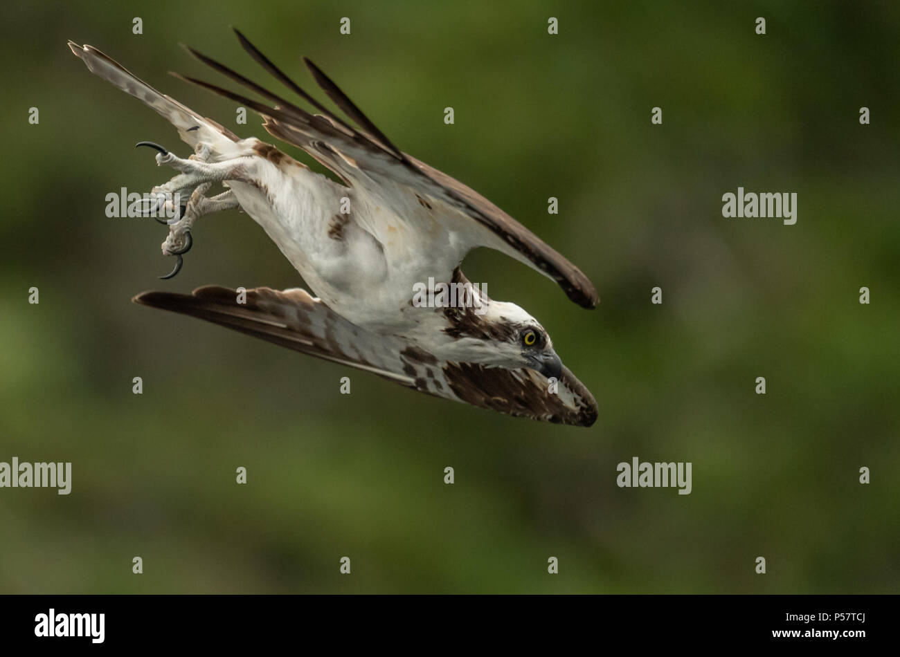 Osprey flying feet hi-res stock photography and images - Alamy