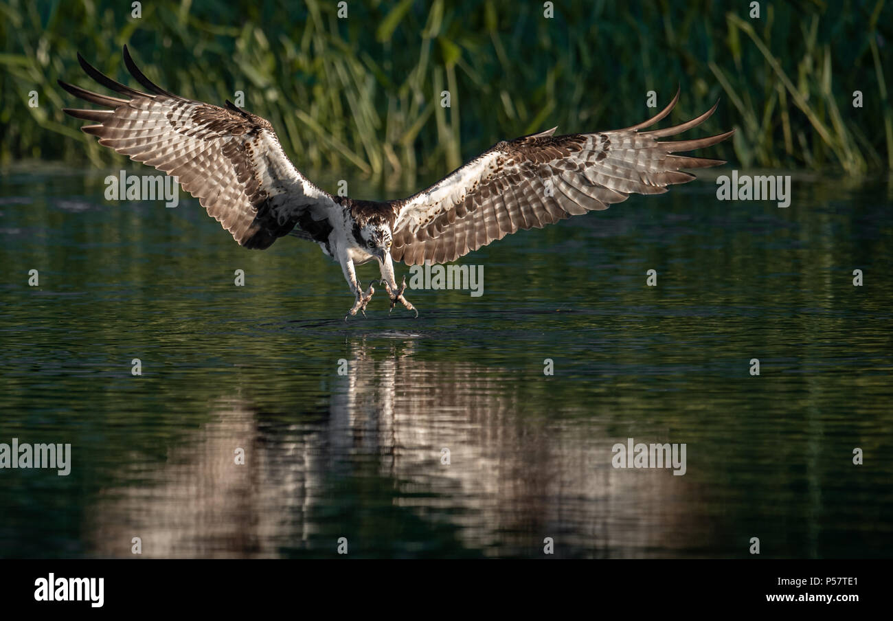 Osprey flying feet hi-res stock photography and images - Alamy