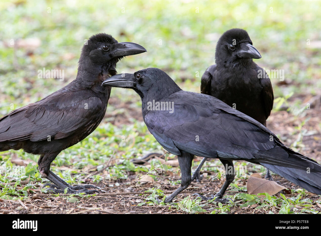 Crow devil hi-res stock photography and images - Alamy