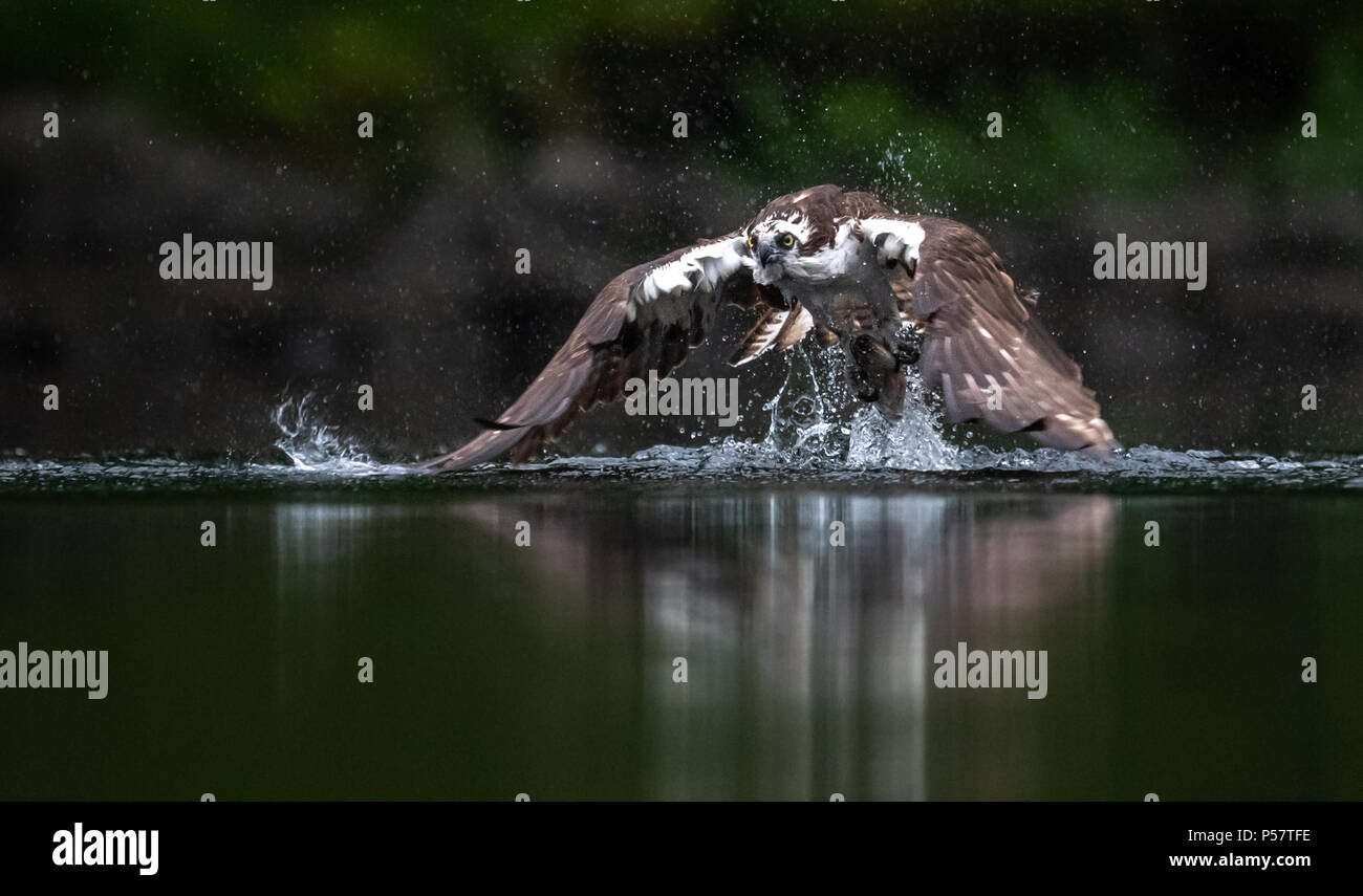 Osprey flying feet hi-res stock photography and images - Alamy