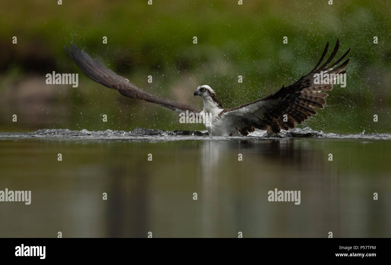 Osprey flying feet hi-res stock photography and images - Alamy
