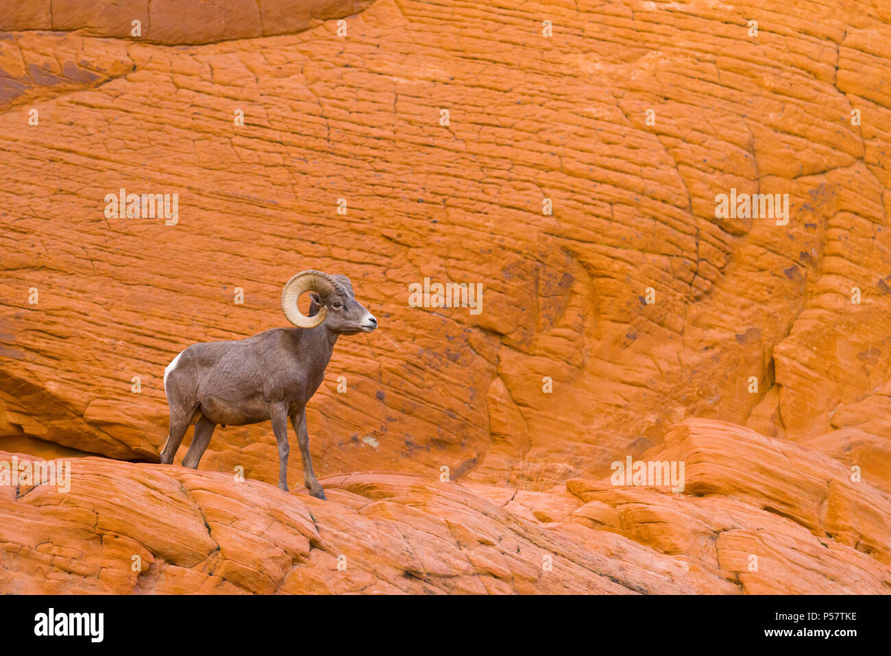 A lone Nevada bighorn ram walks with his herd along the colorful ...