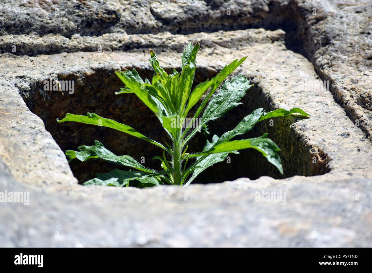 Plant growing from square stone hi-res stock photography and images - Alamy