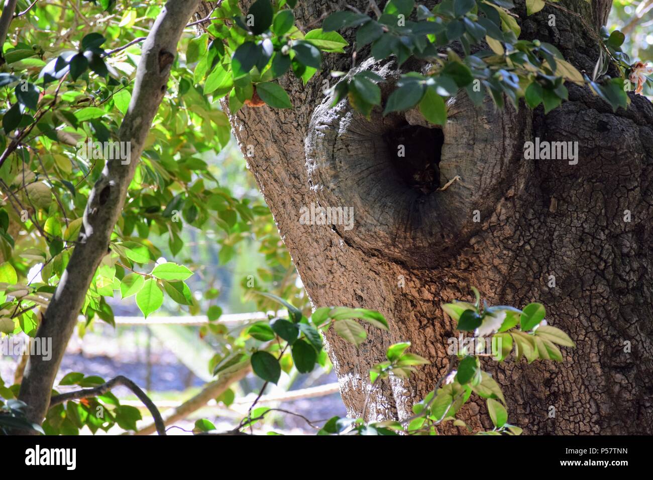 Knotted trunk hi-res stock photography and images - Alamy