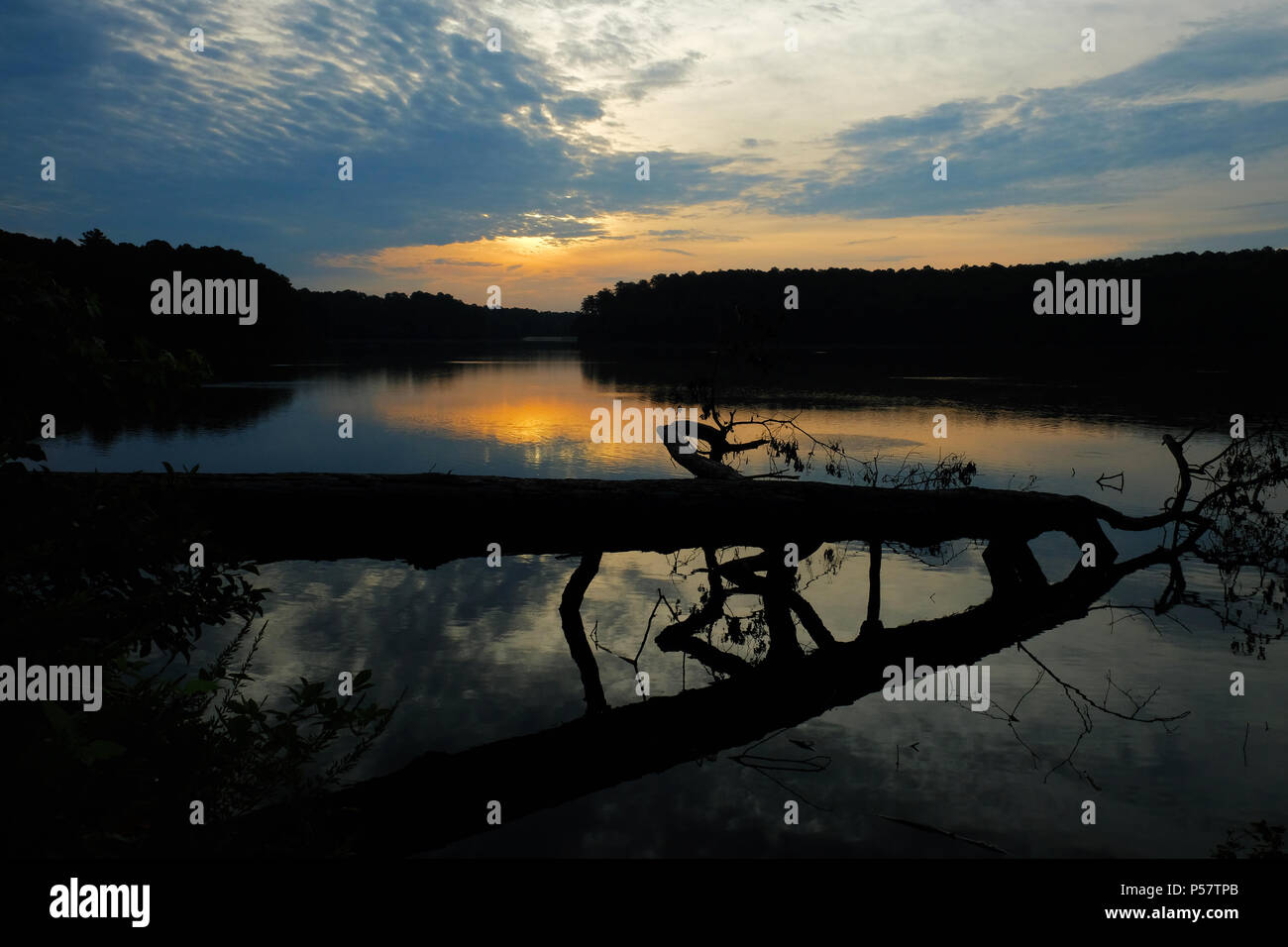 Sunrise with an old fallen tree at Lake Johnson Park in Raleigh North ...
