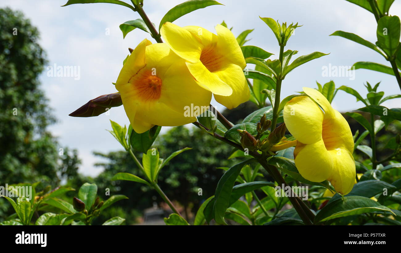 Candi kuning hi-res stock photography and images - Alamy