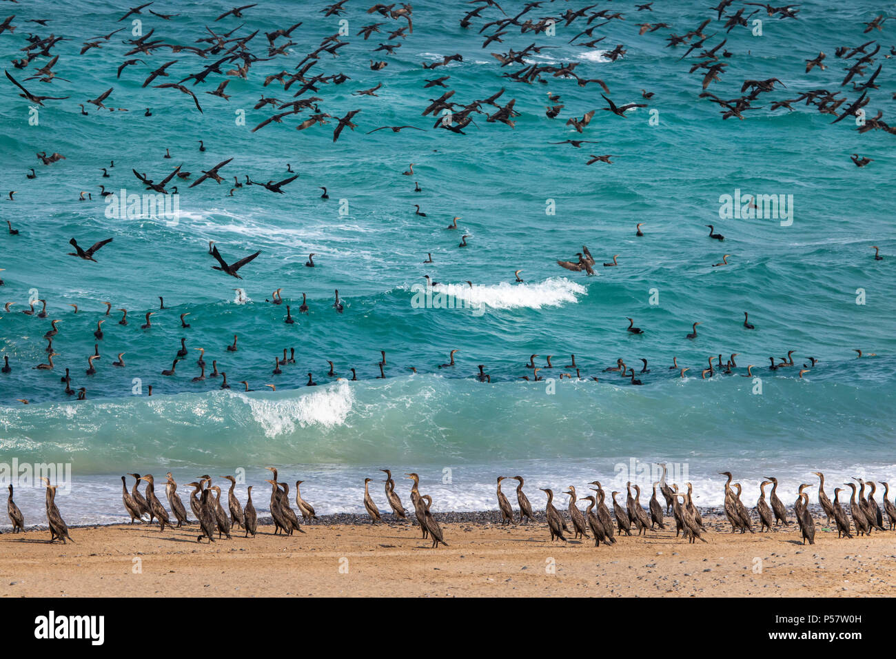 cormorant birds on a beach of Musandam in Oman, close to their nesting ...