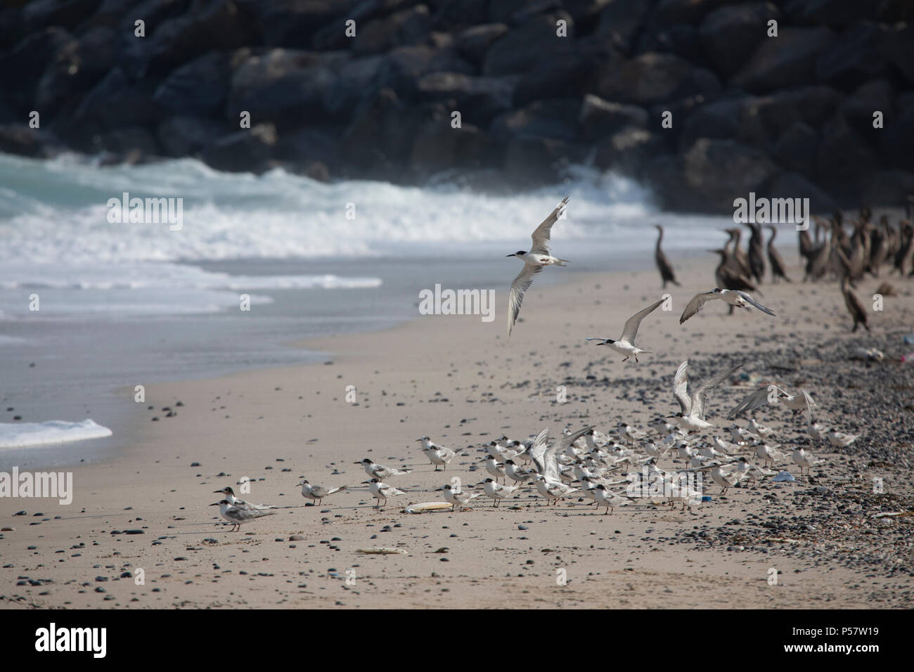 cormorant birds on a beach of Musandam in Oman, close to their nesting ...