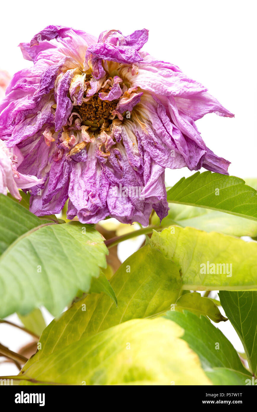 Fading peony flower white hi-res stock photography and images - Alamy