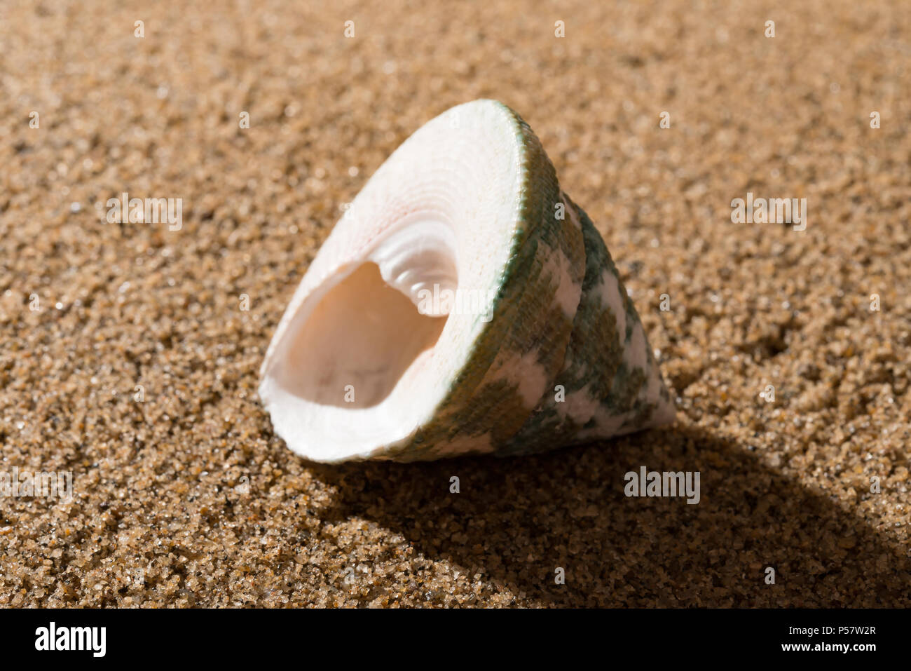 side veiw conch shell on sand Stock Photo - Alamy