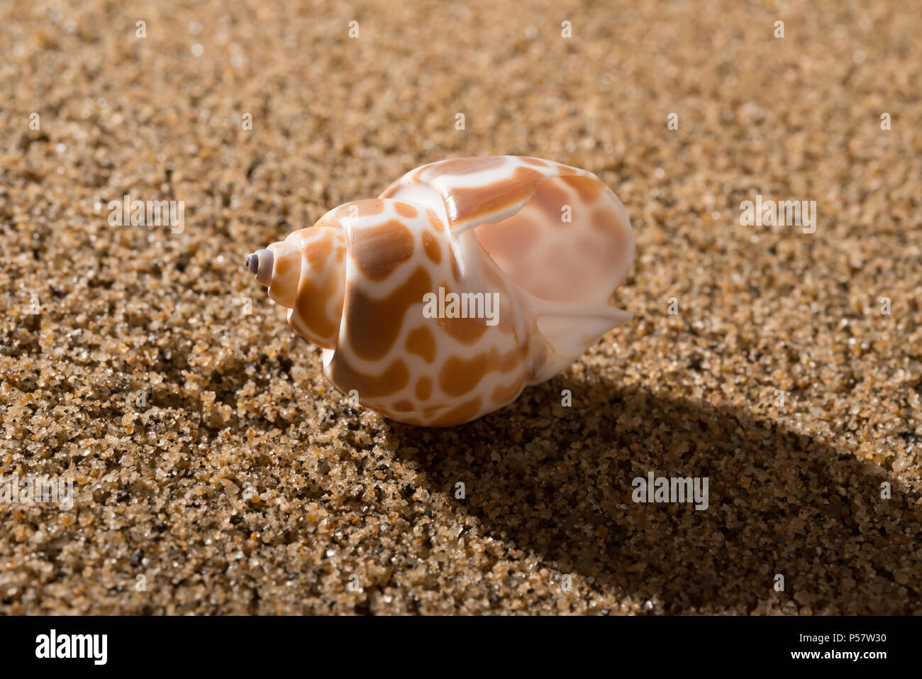 side veiw conch shell on sand Stock Photo - Alamy