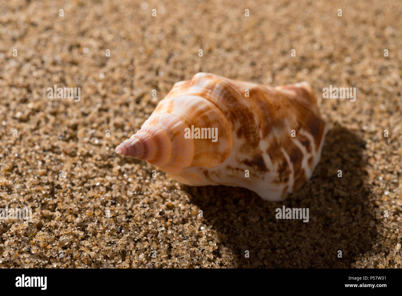 side veiw conch shell on sand Stock Photo - Alamy