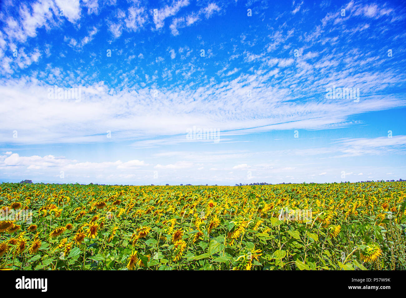 Fine sunny weather with some clouds on a blue sky and a sunflower field ...