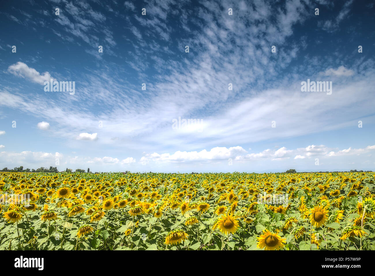 Fine sunny weather with some clouds on a blue sky and a sunflower field ...