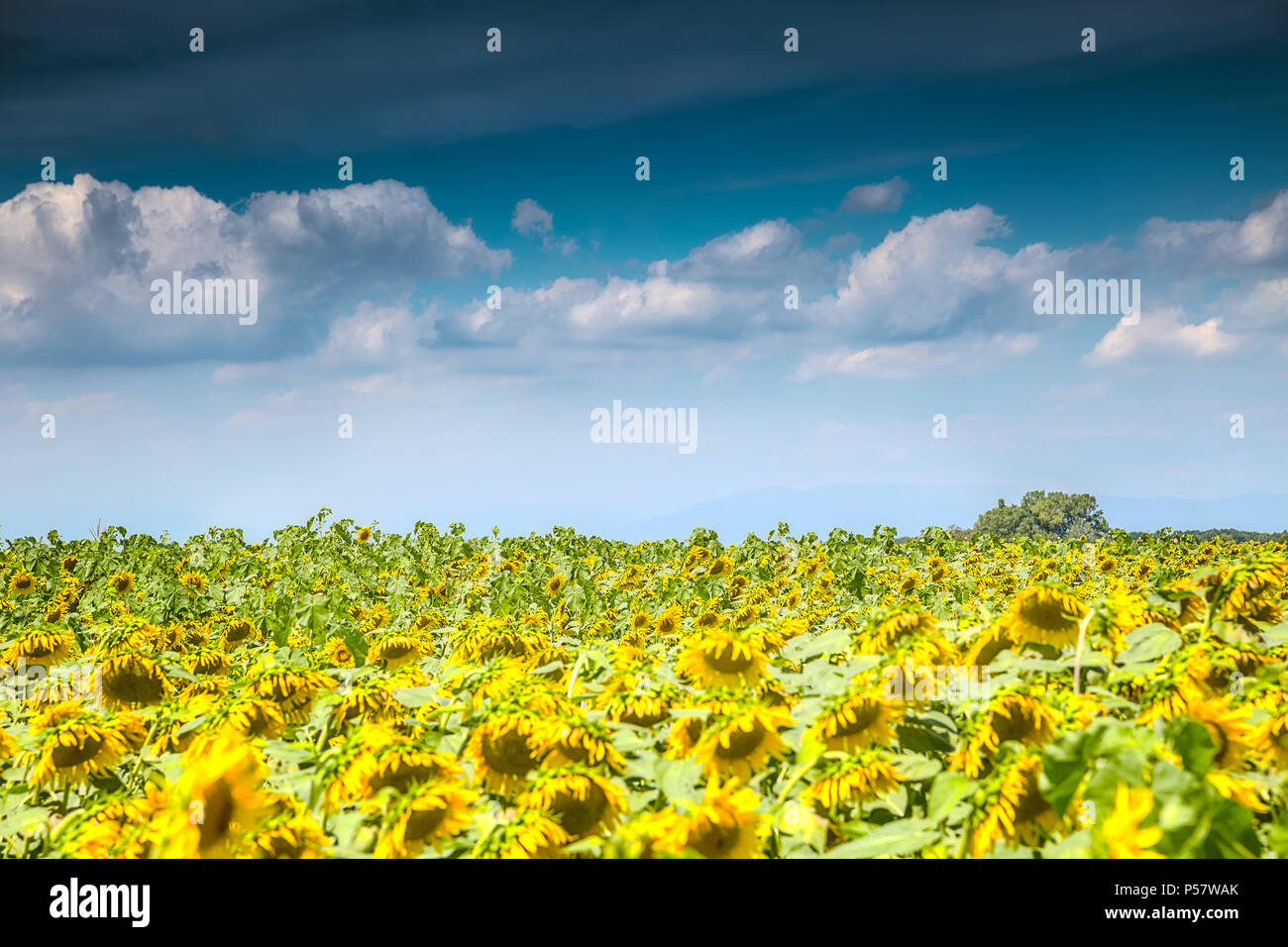Fine sunny weather with some clouds on a blue sky and a sunflower field ...