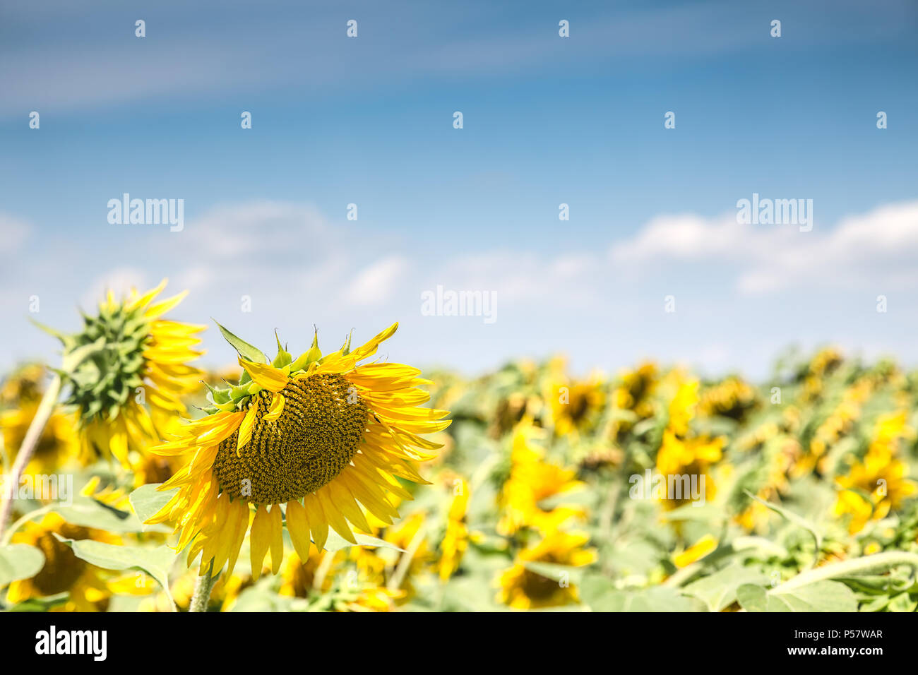 Fine sunny weather with some clouds on a blue sky and a sunflower field ...