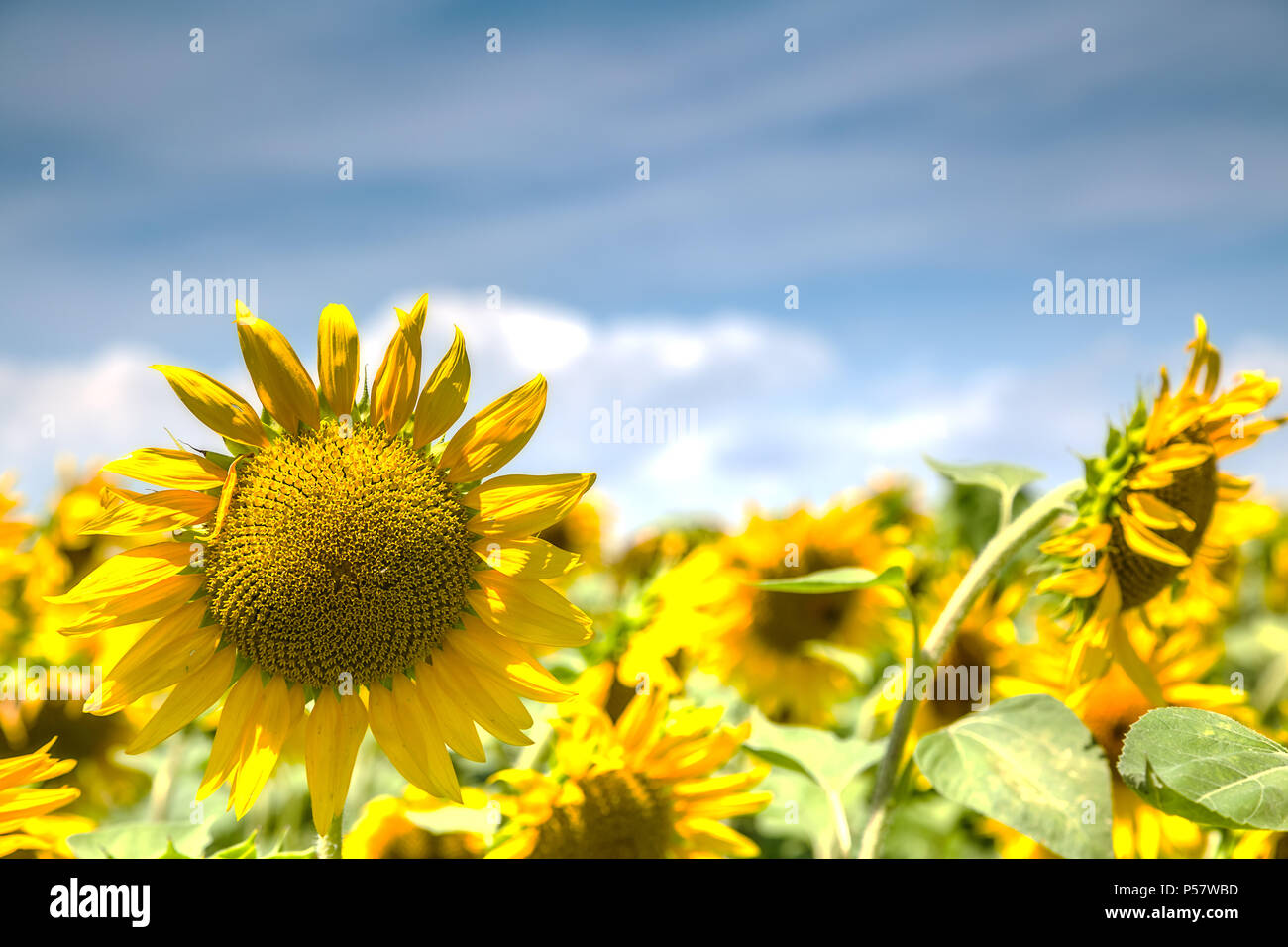 Fine sunny weather with some clouds on a blue sky and a sunflower field ...