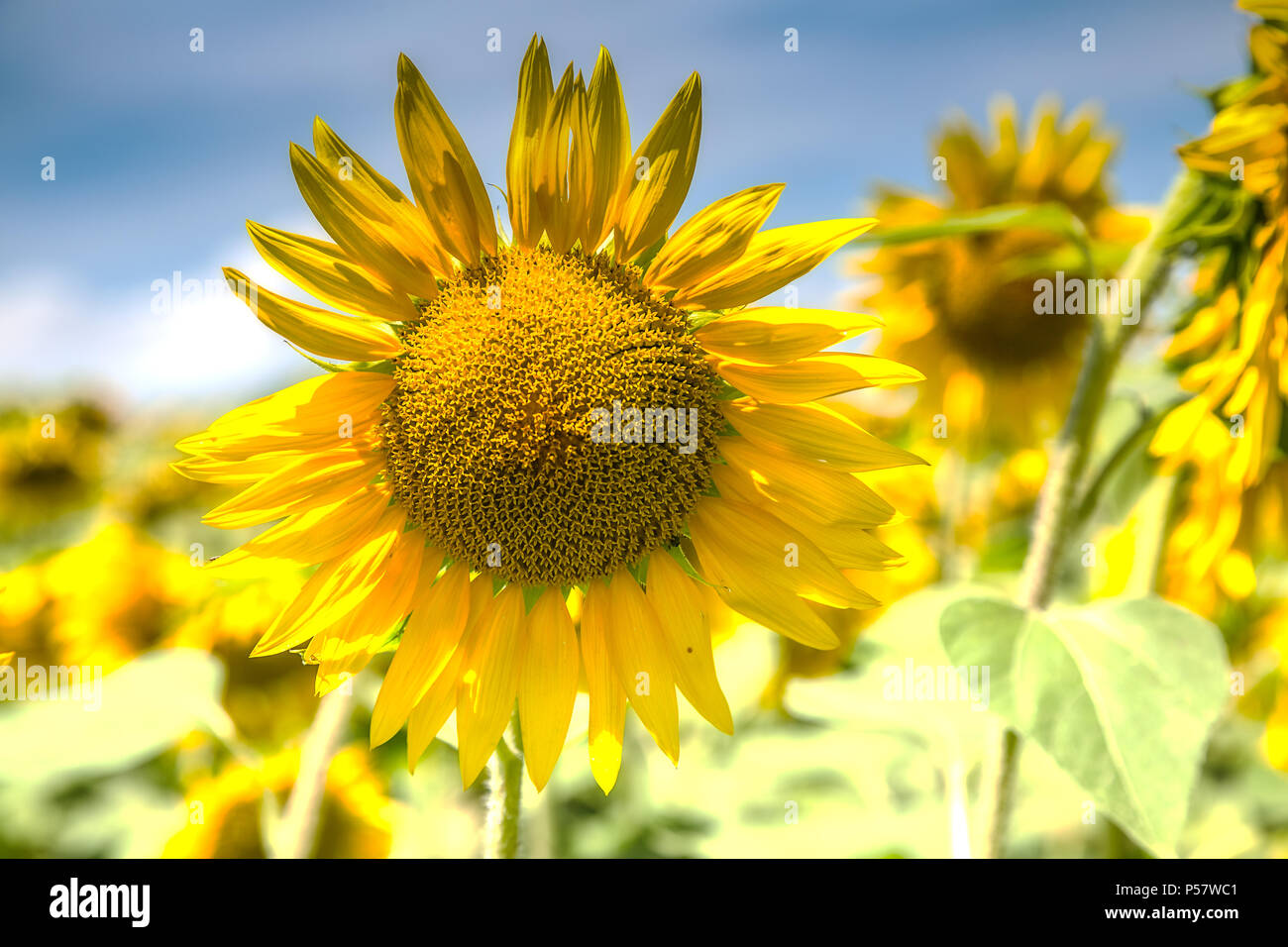 Fine sunny weather with some clouds on a blue sky and a sunflower field ...