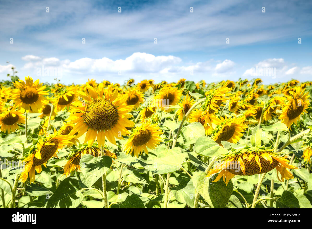 Fine sunny weather with some clouds on a blue sky and a sunflower field ...