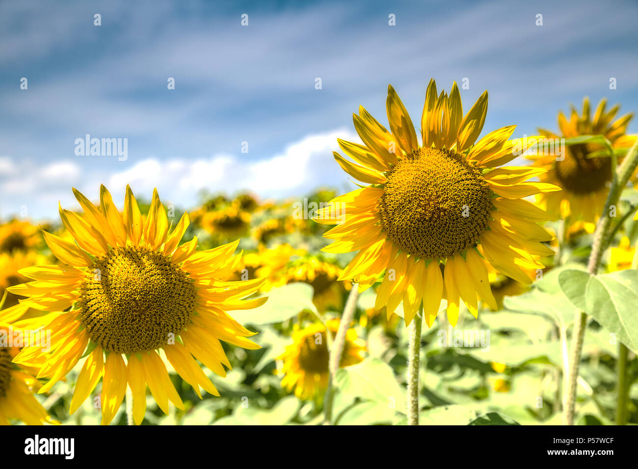 Fine sunny weather with some clouds on a blue sky and a sunflower field ...
