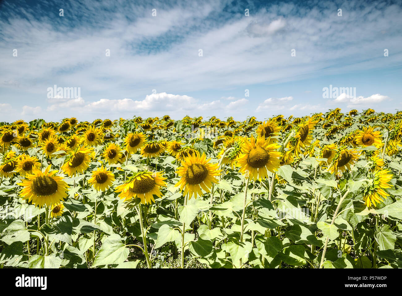 Fine sunny weather with some clouds on a blue sky and a sunflower field ...