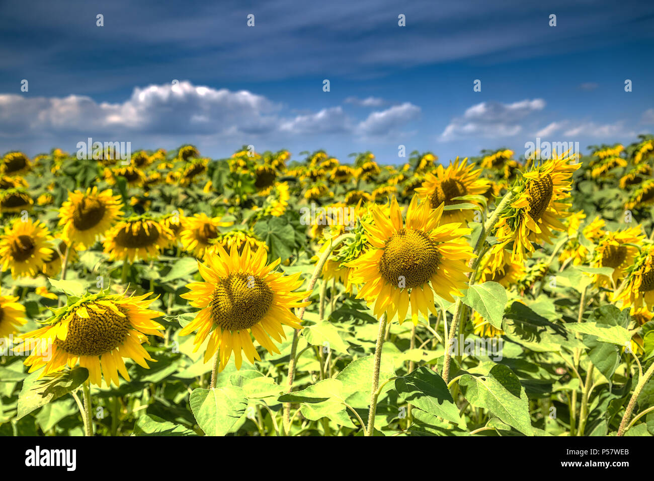 Fine sunny weather with some clouds on a blue sky and a sunflower field ...