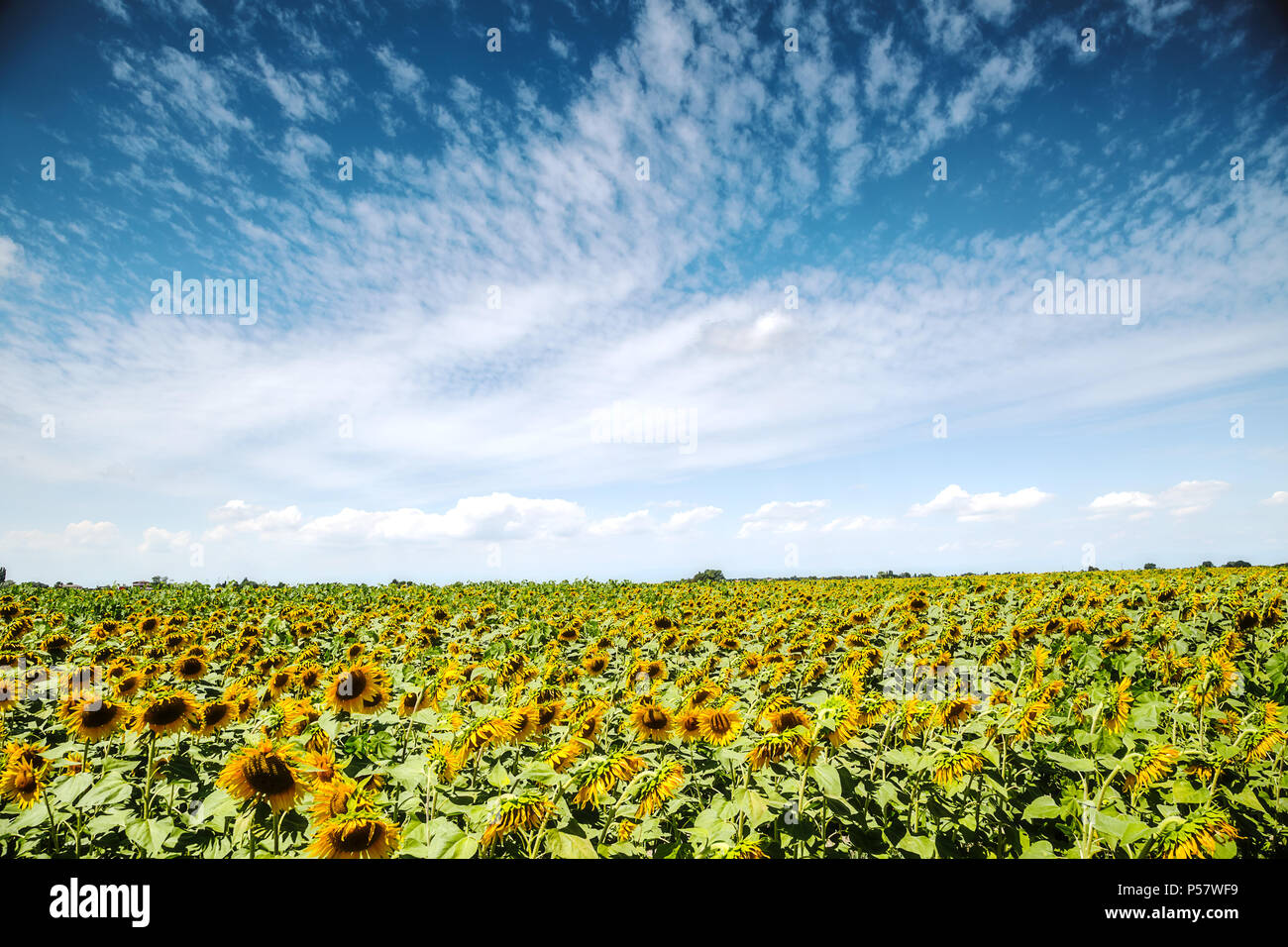 Fine sunny weather with some clouds on a blue sky and a sunflower field ...