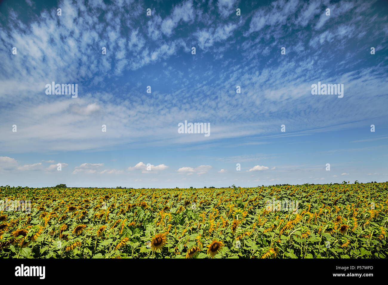 Fine sunny weather with some clouds on a blue sky and a sunflower field ...