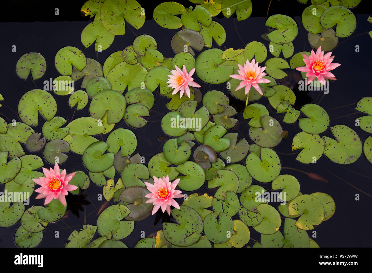 Cluster lilies hi-res stock photography and images - Alamy
