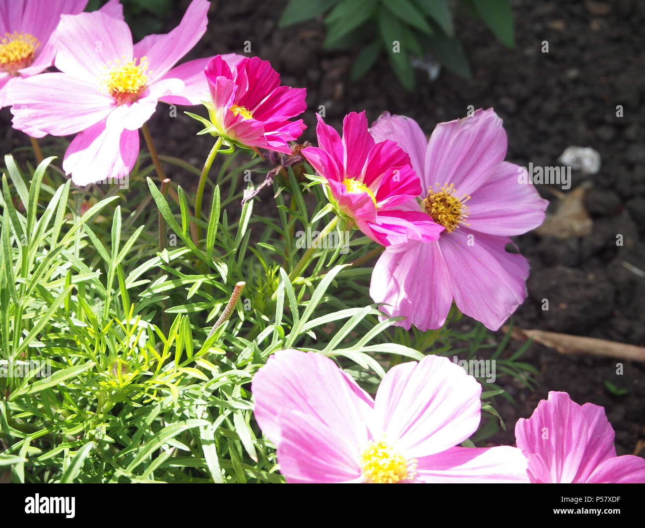 Cosmos flowers fully open in the sunshine Stock Photo - Alamy
