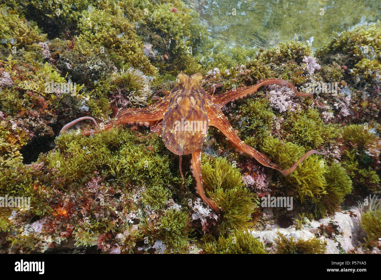 Common octopus octopus vulgaris in shallow water hi-res stock ...