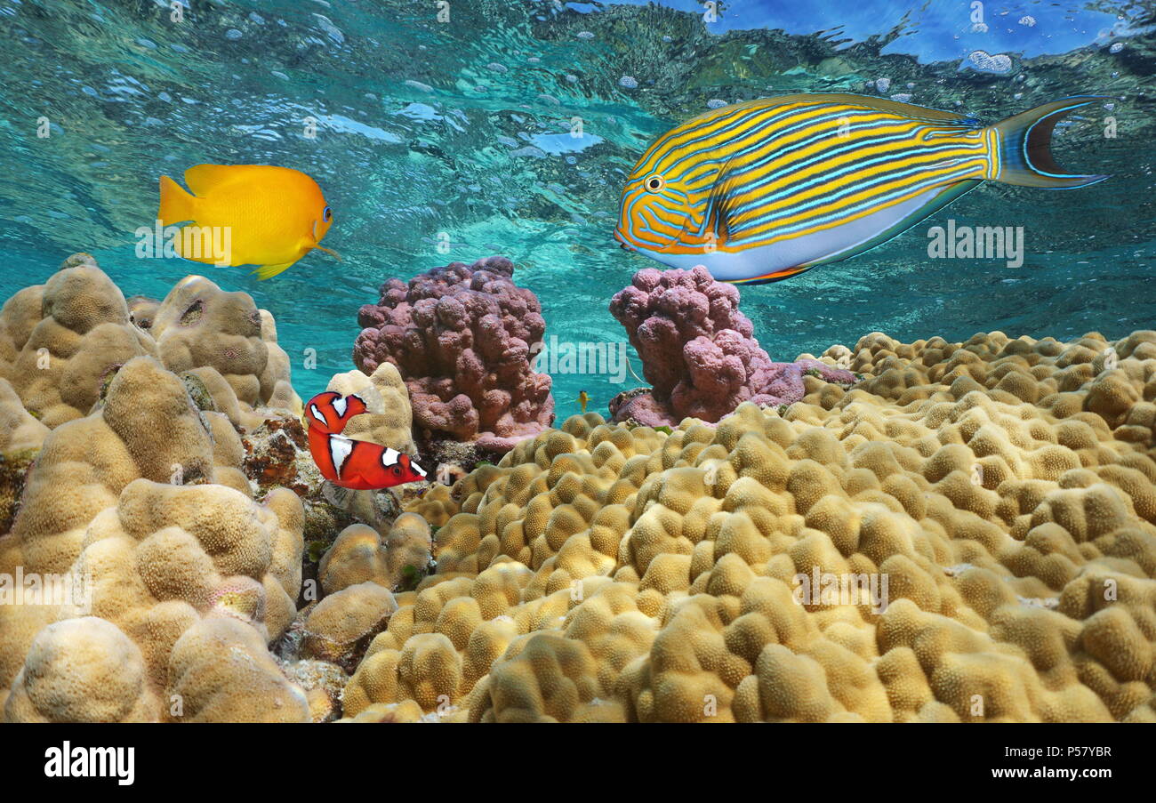 Lobe coral with colorful tropical fishes in shallow water, lagoon of ...