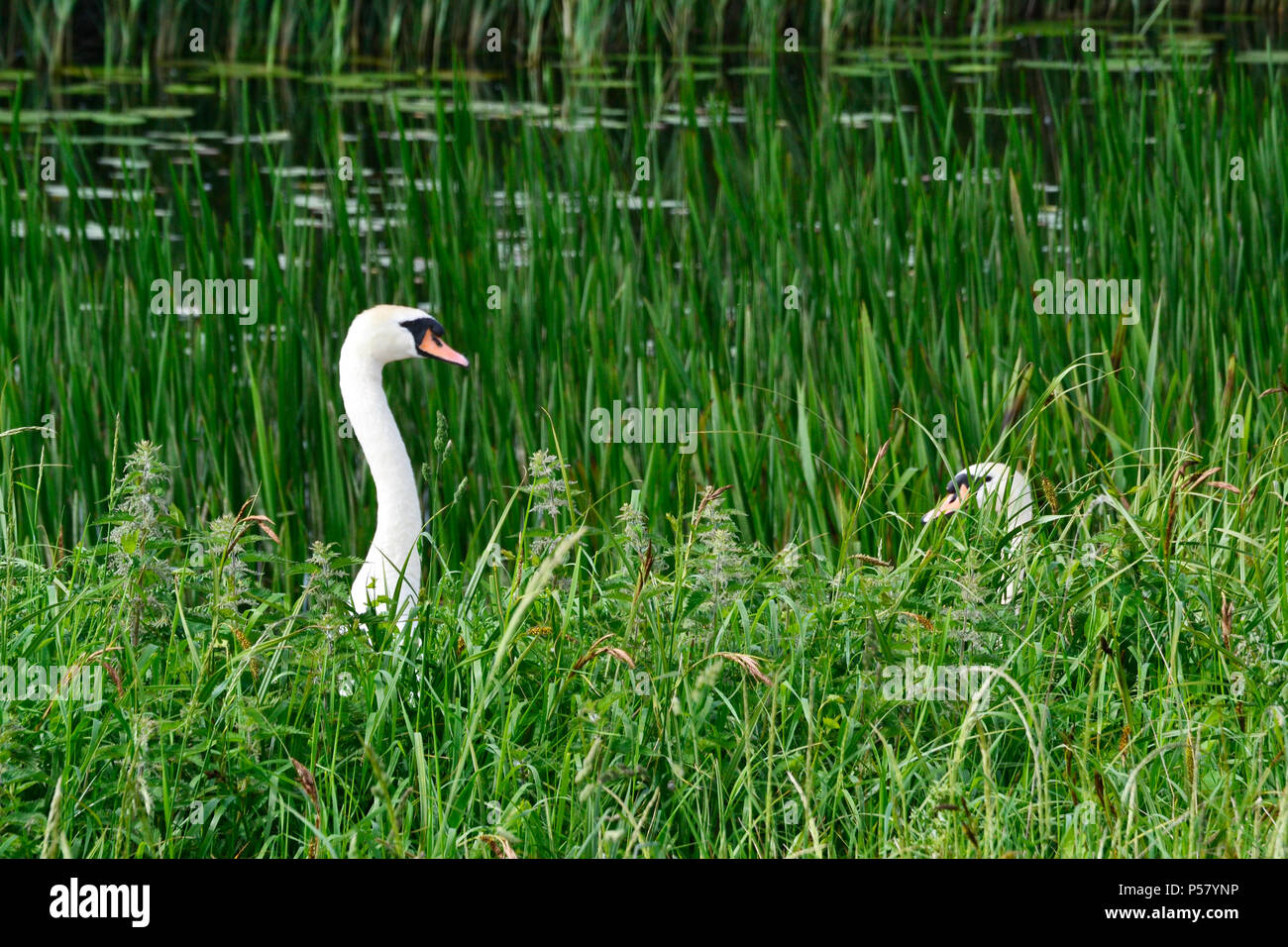 Two swan heads hi-res stock photography and images - Alamy