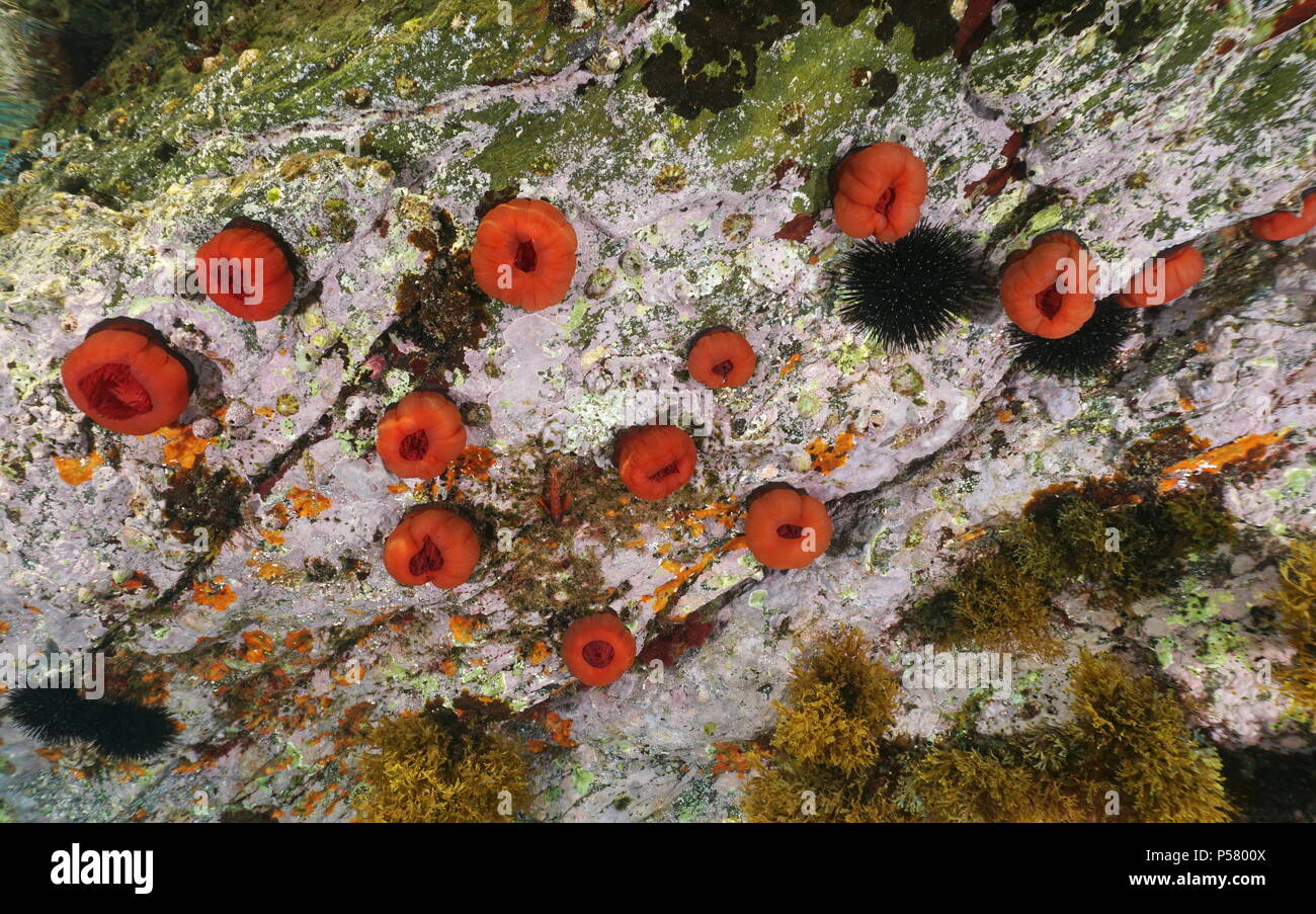 Actinia equina france hi-res stock photography and images - Alamy