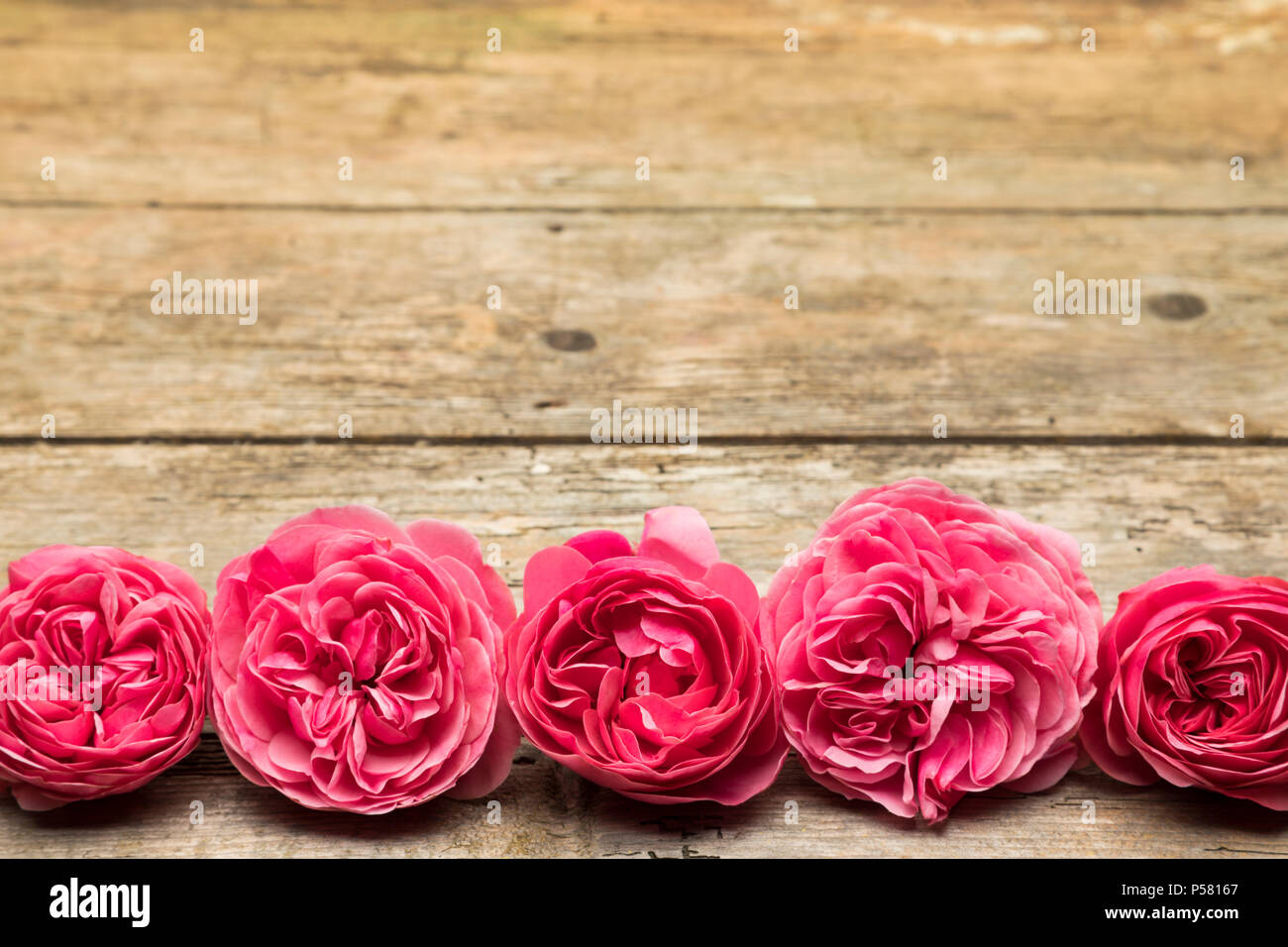 Weathered wood background with row of pink roses at bottom and copy ...