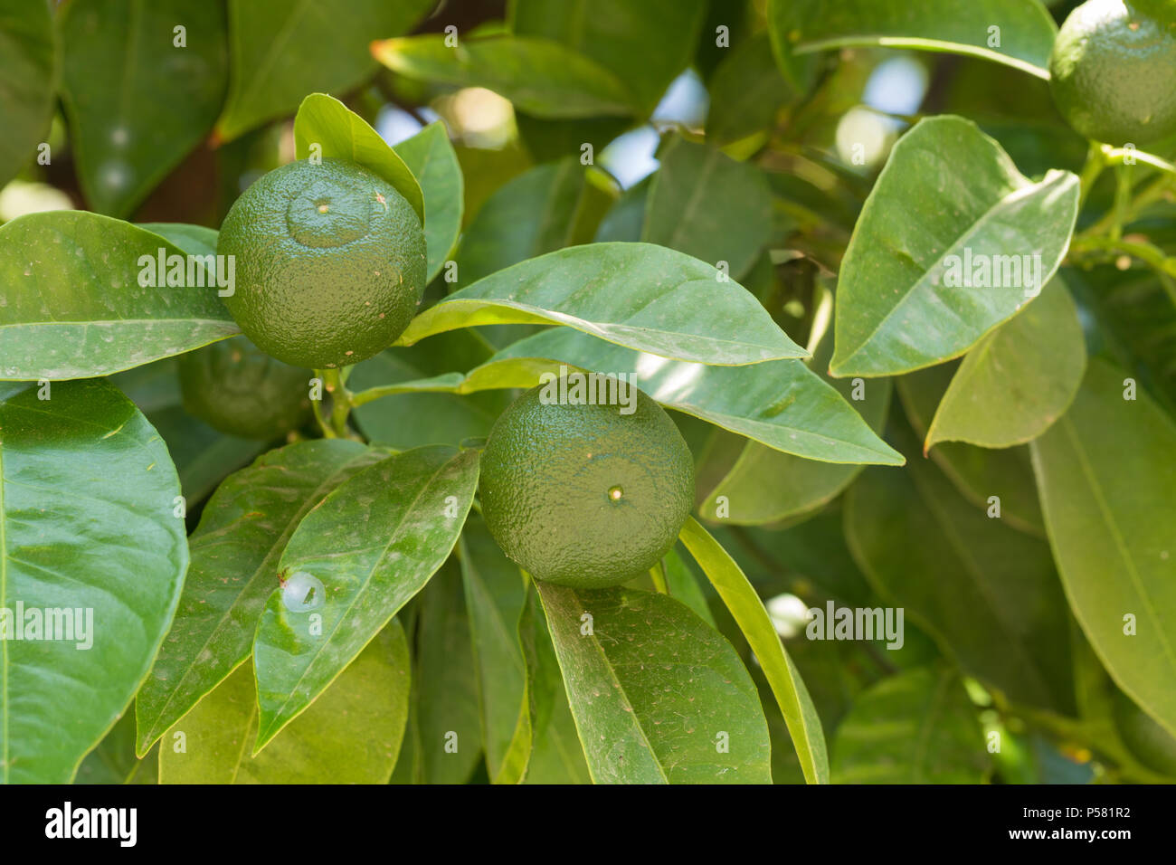 Oranges growing on trees hi-res stock photography and images - Alamy