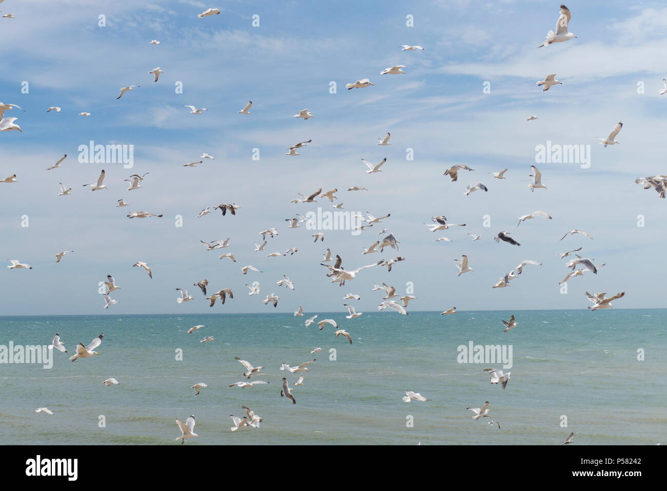 A group of seagulls hi-res stock photography and images - Alamy