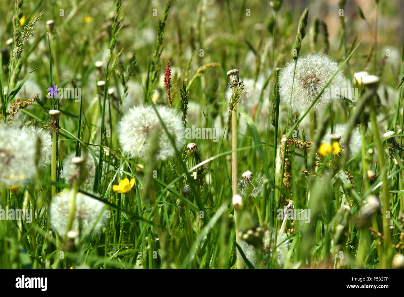 Dandelions' seed head in the field Stock Photo - Alamy