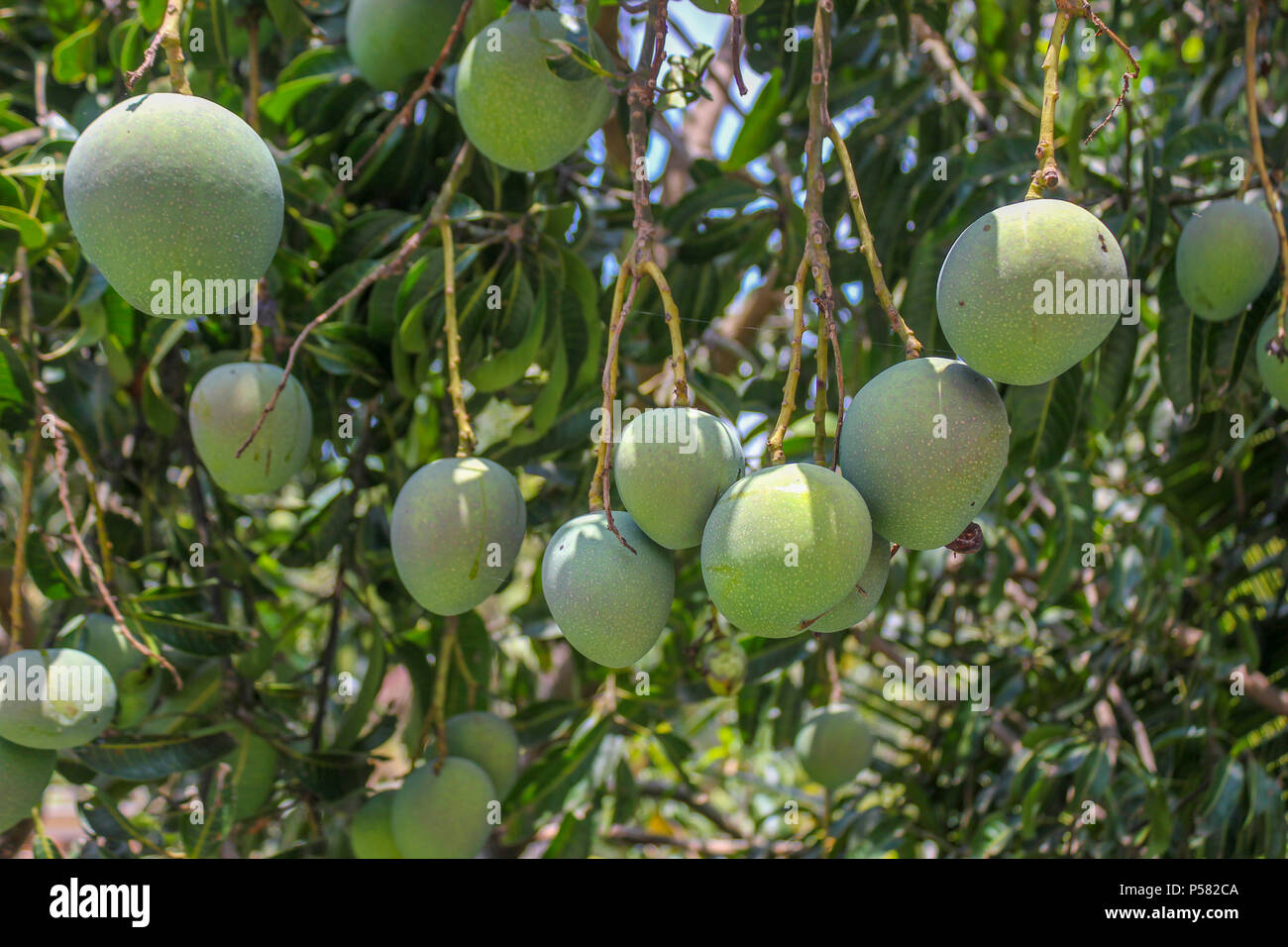 Raw mangoes in tree Stock Photo - Alamy