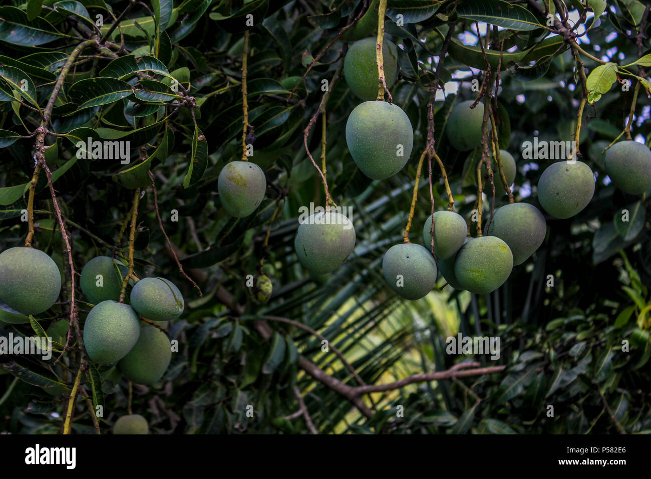 Lush green mango tree hi-res stock photography and images - Alamy