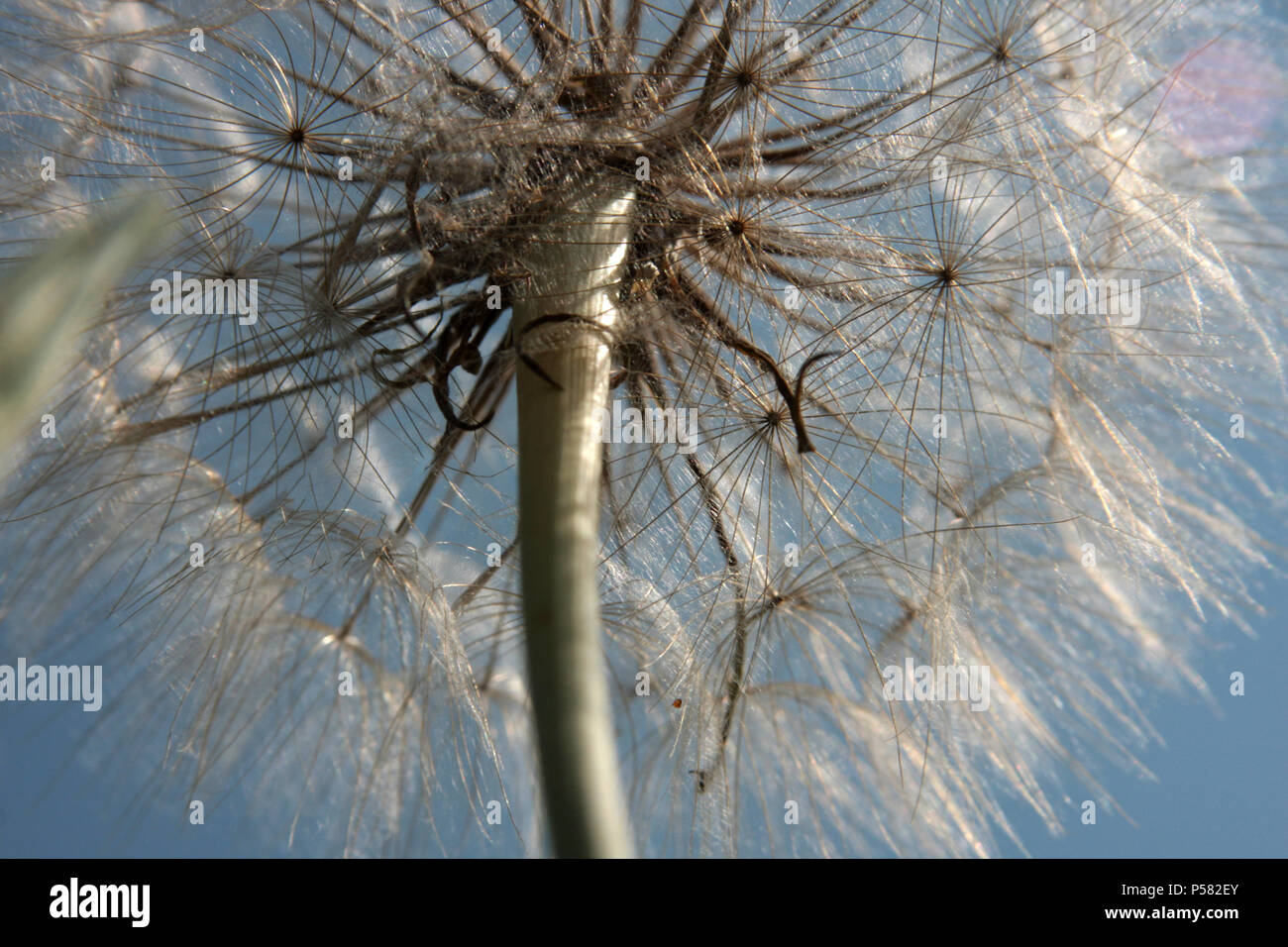 Macro image of dandelion's seeds Stock Photo - Alamy