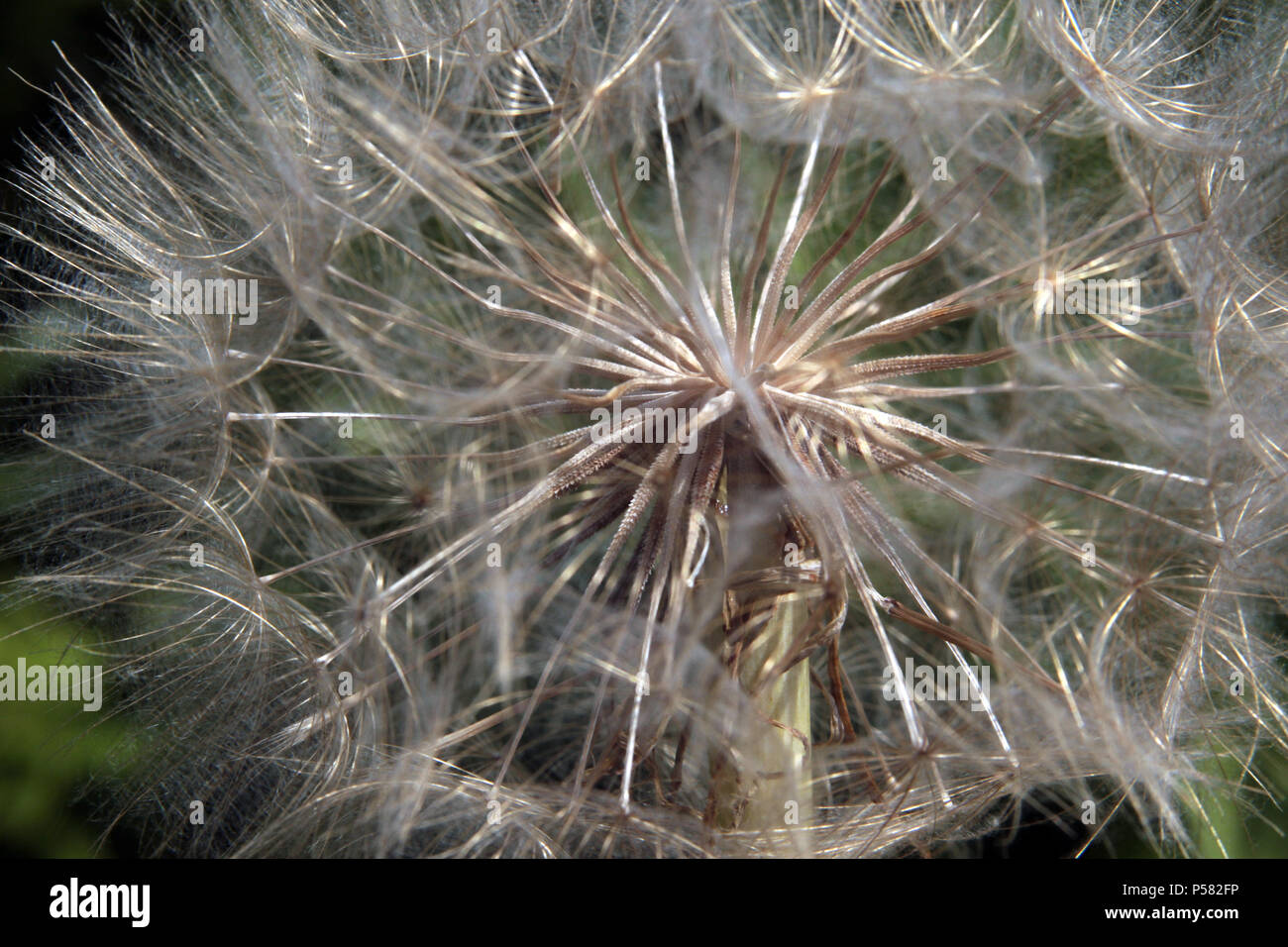 Macro image of dandelion's seeds Stock Photo - Alamy